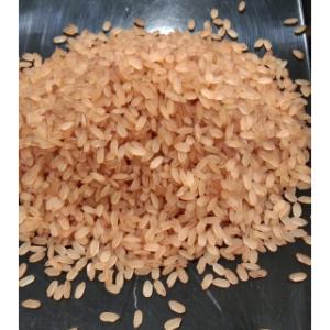 MATTA RICE – Al Quddus